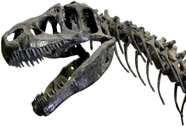 Exhibits : Exhibits : University of Nebraska State Museum of Natural ...