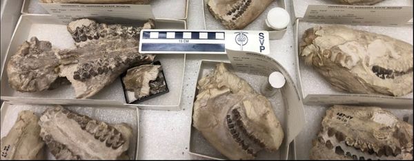 Project Oreodont : Behind The Scenes : About Us : University of ...