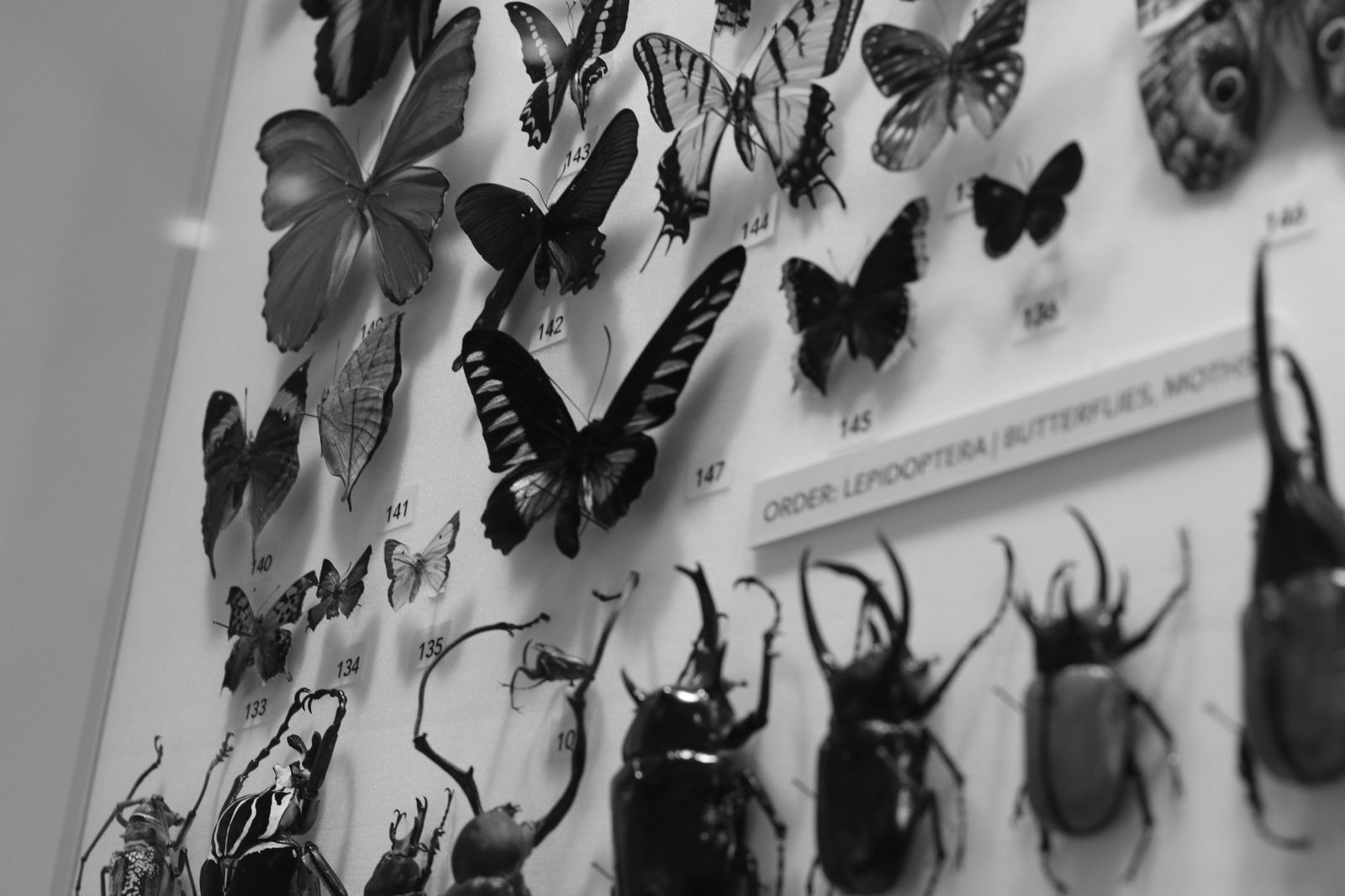 Entomology : Entomology : Collections & Research : University of ...