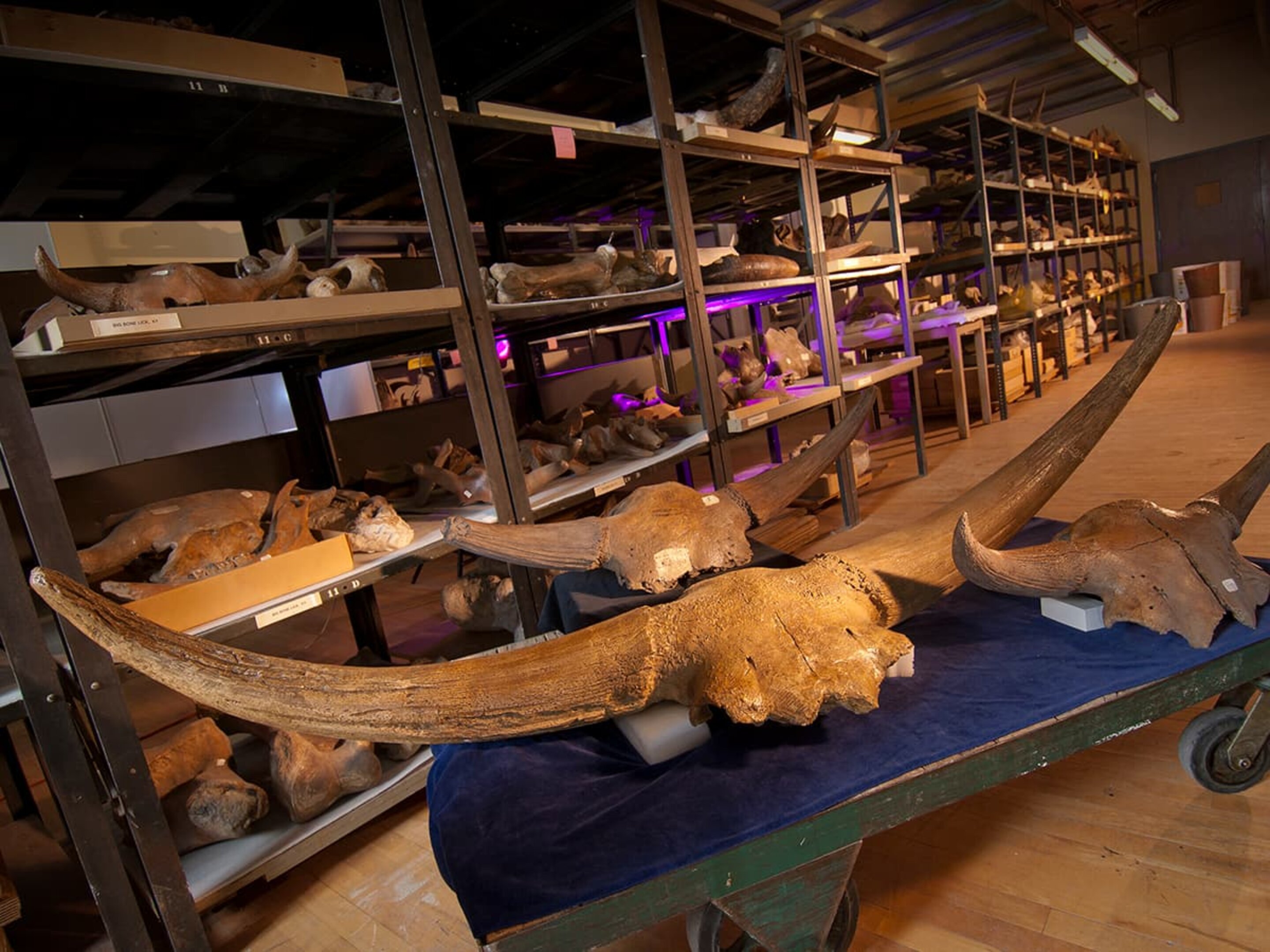 Research Collections | Nebraska State Museum | Nebraska